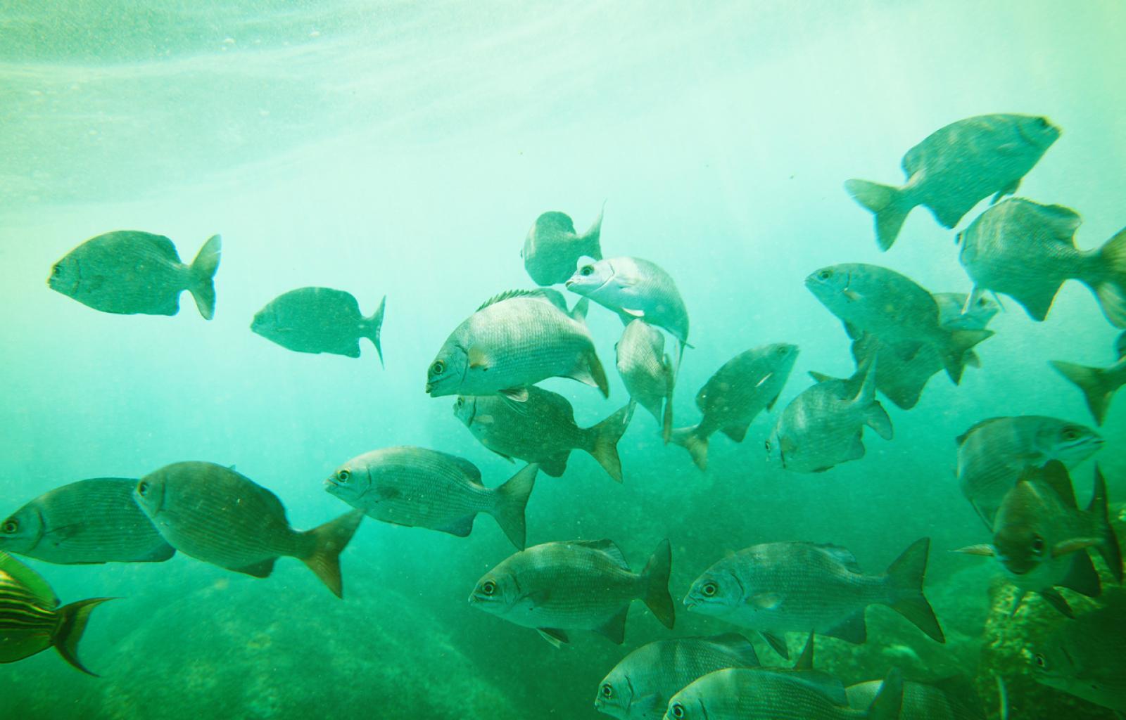 AlgiKey - Algae as the key for a better world