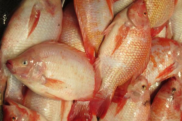 Comparing microalgae-blend diets to reference diet for Nile tilapia